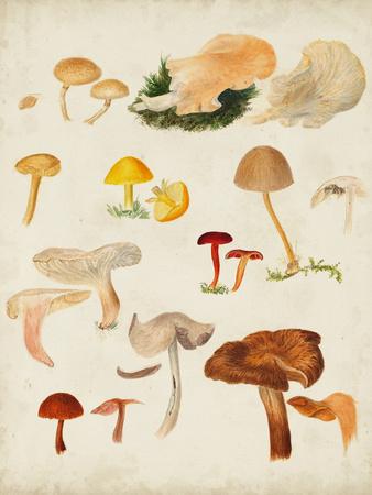 'Mushroom Species XII' Posters - Vision Studio | AllPosters.com