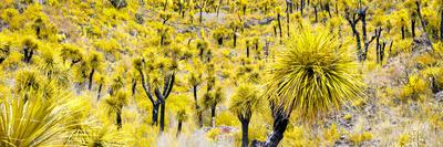 '¡Viva Mexico! Panoramic Collection - Yellow Joshua Trees' Photographic ...