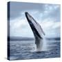 'A Magnificent Humpback Whale in an Upright Position with Splashes ...