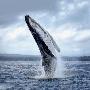 'A Magnificent Humpback Whale in an Upright Position with Splashes ...