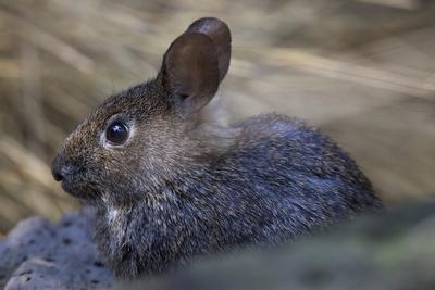 Volcano Rabbit Baby