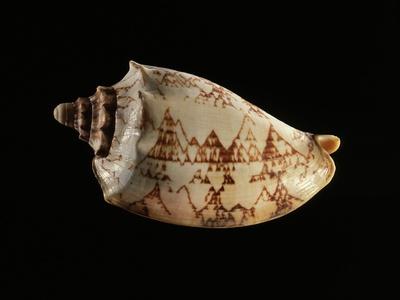 'Volute sea snail shell' Photographic Print | AllPosters.com