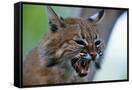 'Bobcat Snarling' Photographic Print - W. Perry Conway | AllPosters.com