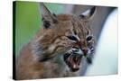 'Bobcat Snarling' Photographic Print - W. Perry Conway | AllPosters.com