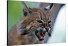 'Bobcat Snarling' Photographic Print - W. Perry Conway | AllPosters.com