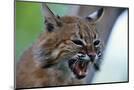 'Bobcat Snarling' Photographic Print - W. Perry Conway | AllPosters.com