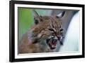 'Bobcat Snarling' Photographic Print - W. Perry Conway | AllPosters.com