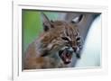 'Bobcat Snarling' Photographic Print - W. Perry Conway | AllPosters.com