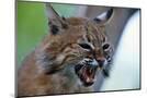 'Bobcat Snarling' Photographic Print - W. Perry Conway | AllPosters.com