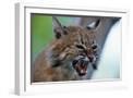 'Bobcat Snarling' Photographic Print - W. Perry Conway | AllPosters.com