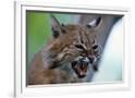 'Bobcat Snarling' Photographic Print - W. Perry Conway | AllPosters.com