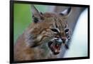'Bobcat Snarling' Photographic Print - W. Perry Conway | AllPosters.com