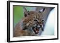 'Bobcat Snarling' Photographic Print - W. Perry Conway | AllPosters.com