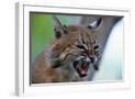 'Bobcat Snarling' Photographic Print - W. Perry Conway | AllPosters.com