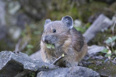 'WA. American Pika, a herbivore related to rabbits, eats vegetation at ...