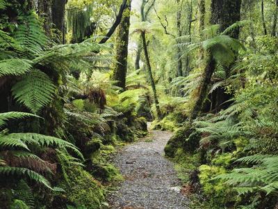'Walkway Through Swamp Forest, Ships Creek, West Coast, South Island ...