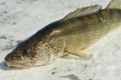 'Walleye' Photographic Print - Steve Oehlenschlager | AllPosters.com