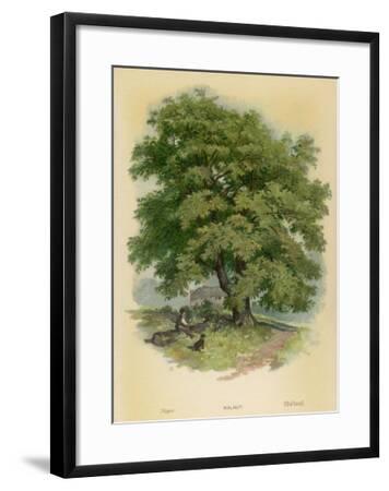 'Walnut Tree' Giclee Print | AllPosters.com