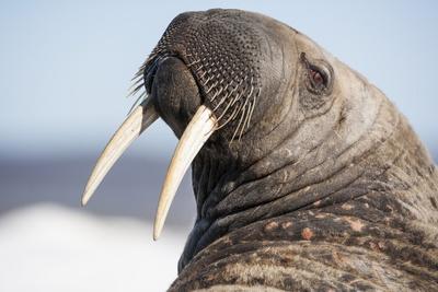 'Walrus on Iceberg, Hudson Bay, Nunavut, Canada' Photographic Print ...