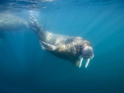 'Walrus Swimming Underwater Near Tiholmane Island' Photographic Print ...