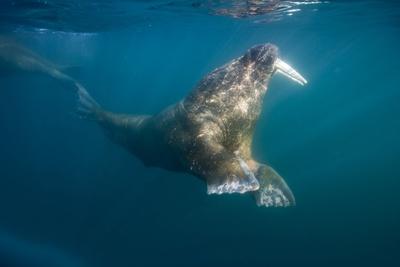 'Walrus Swimming Underwater Near Tiholmane Island' Photographic Print ...
