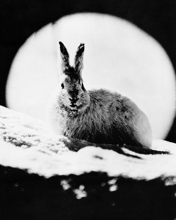 'Walt Disney's Perri' Photo | AllPosters.com