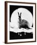 'Walt Disney's Perri' Photo | AllPosters.com
