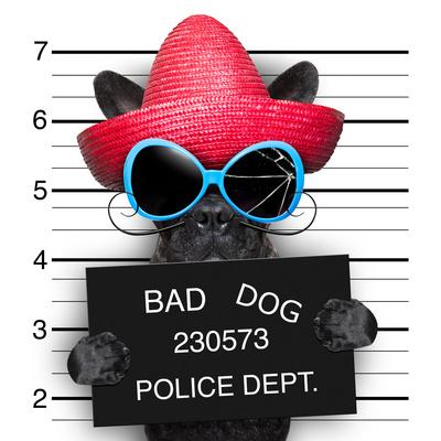 'Wanted Dog' Photographic Print - Javier Brosch | AllPosters.com