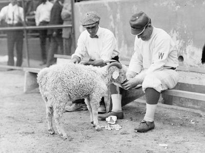 'Washington Baseball Goat Mascot' Photo | AllPosters.com