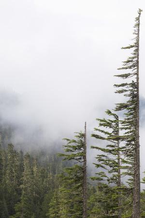 'Washington, Mount Rainier National Park. Evergreen Trees in Fog ...
