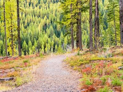 'Washington State, Colville County. Trail in the Tamarack forest along ...