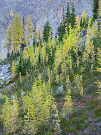 'Washington State, North Cascades, Larch and Fir Trees' Photographic ...