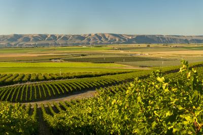 'Washington State, Royal Slope. Vineyard in Washington's Columbia ...