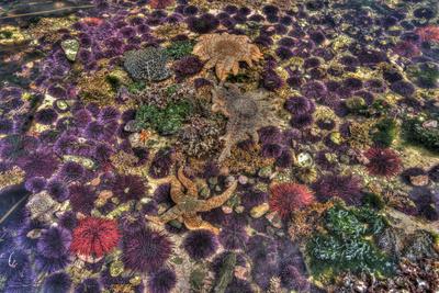 'Washington State, Salt Creek. Tide Pool with Marine Life' Photographic ...