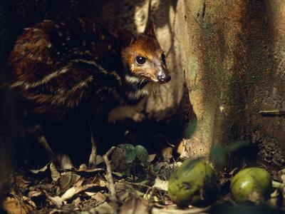 'Water Chevrotain Eating Fruit Dropped' Photographic Print | AllPosters.com