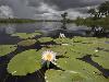 'Water Lilies (Nymphaea Lotus) Along Kwando River During Rainy Season ...