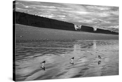 'Water Waders' Stretched Canvas Print - Andrew Geiger | AllPosters.com