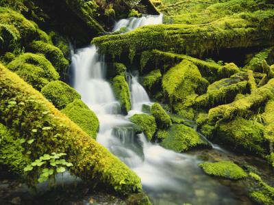 'Waterfall over Moss Covered Rock, Olympic National Park, Washington ...