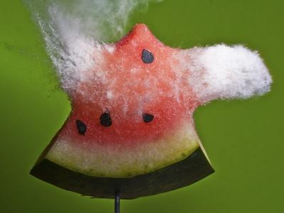 'Watermelon Explosion' Photographic Print - Alan Sailer | AllPosters.com