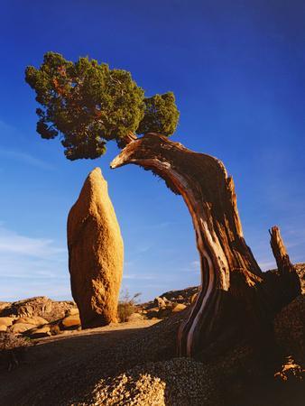 'Weathered Juniper Tree Frames Rock Monolith, Joshua Tree National Park ...