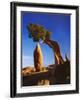 'Weathered Juniper Tree Frames Rock Monolith, Joshua Tree National Park ...