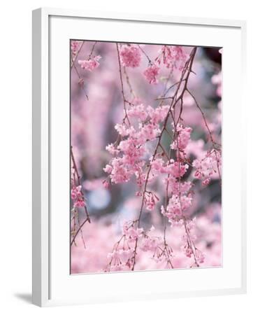 'Weeping Cherry Tree' Photographic Print | AllPosters.com