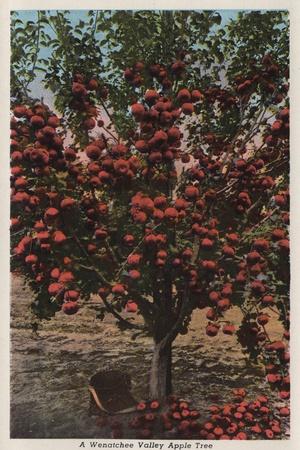 'Wenatchee, WA - A Wenatchee Valley Apple Tree' Art - Lantern Press ...