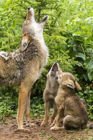 'USA, Minnesota, Sandstone. Coyote mother and pups begin howling ...