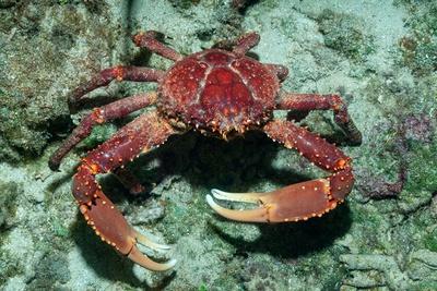 'West Indian Spider Crab, Channel Clinging Crab, Reef Spider Crab or ...