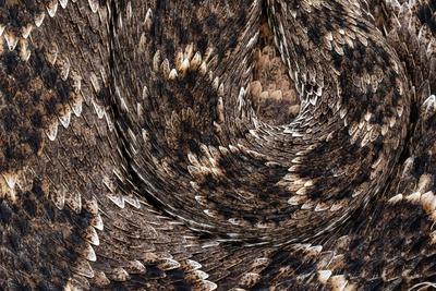 Diamondback Rattlesnake Skin Pattern