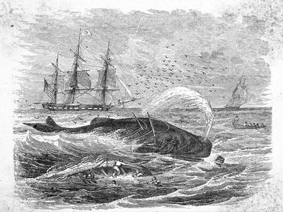Whale Being Harpooned Giclee Print | AllPosters.com