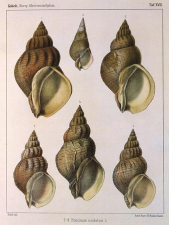 'Whelk Shell' Giclee Print - W Kobelt | AllPosters.com