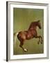 'Whistlejacket, 1762' Giclee Print - George Stubbs | AllPosters.com