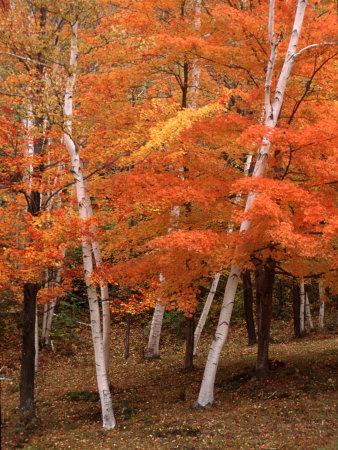 'White Birch Trees in Fall, Vermont, USA' Photographic Print - Charles ...
